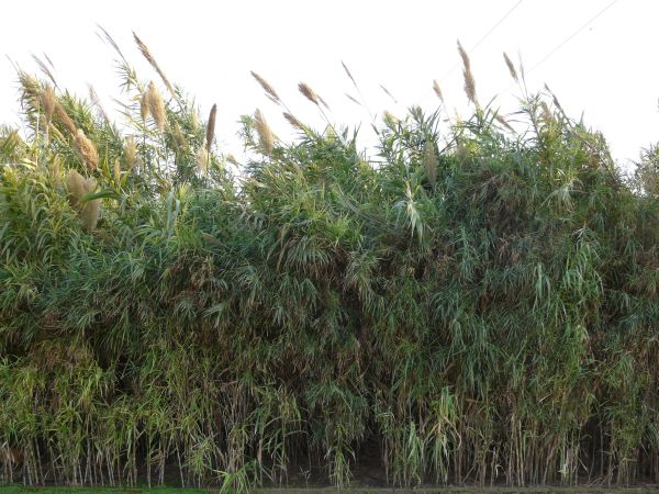 tall grass texture 0027 - Texturelib